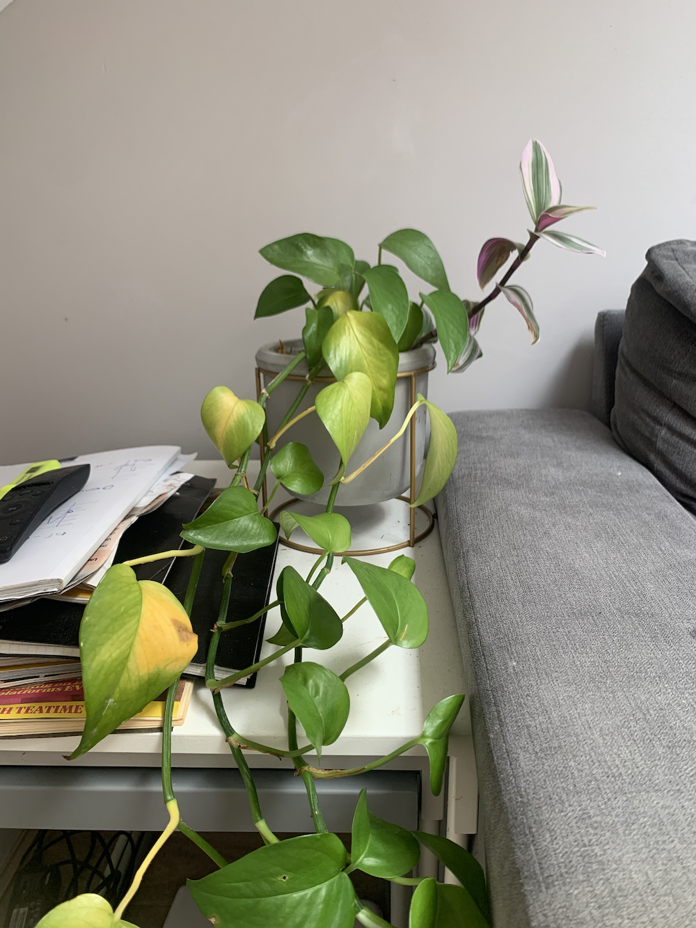 Plantas naturales o plantas artificiales: ¿Cuál pr... - Página 2 ...