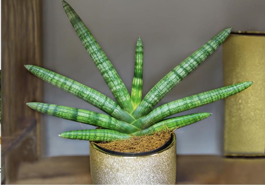 Plantas naturales o plantas artificiales: ¿Cuál pr... - Página 2 ...