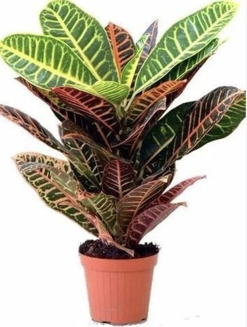 Plantas naturales o plantas artificiales: ¿Cuál pr... - Página 2 ...