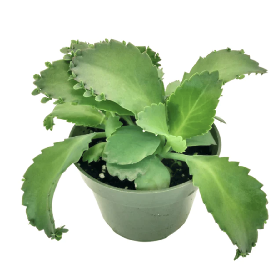 Plantas naturales o plantas artificiales: ¿Cuál pr... - Página 2 ...