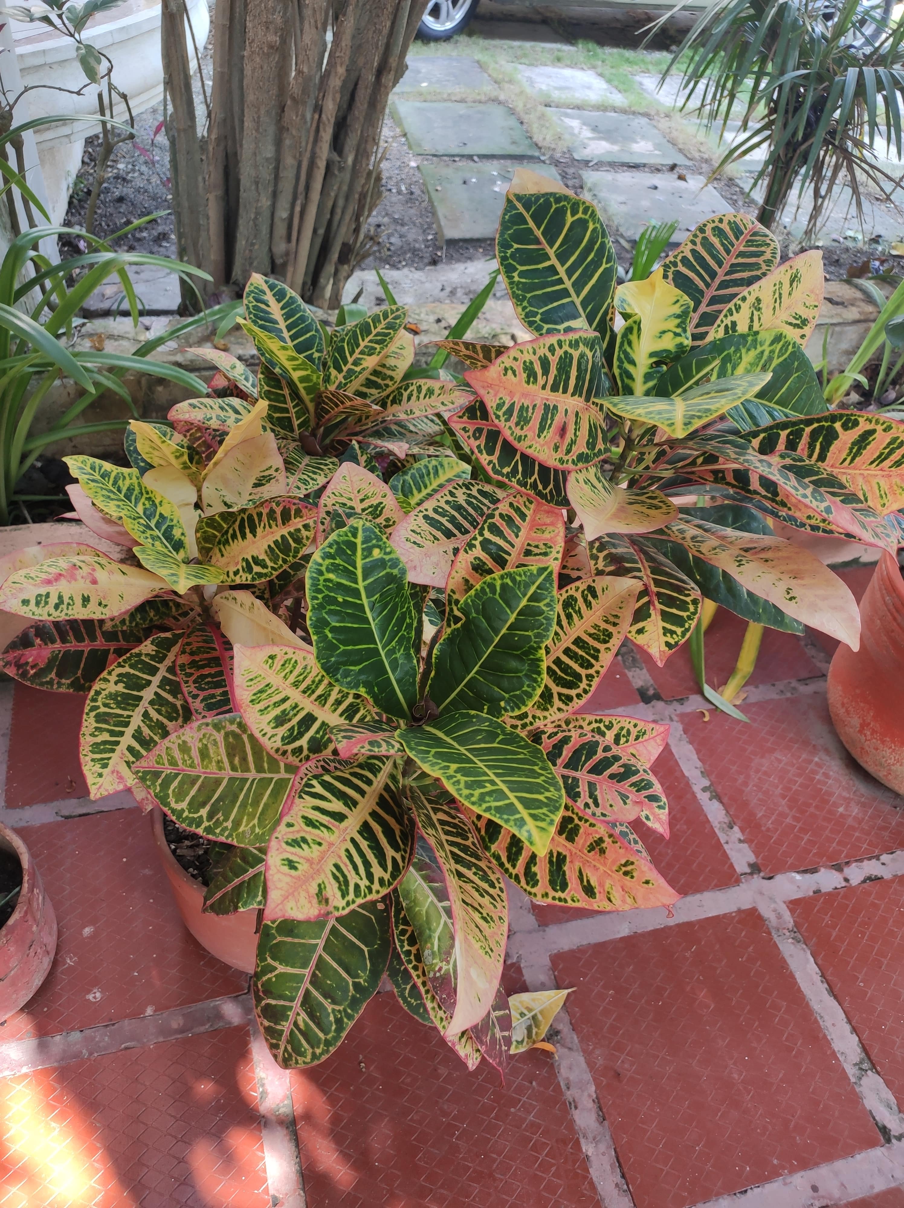 Plantas naturales o plantas artificiales: ¿Cuál pr... - Airbnb Community