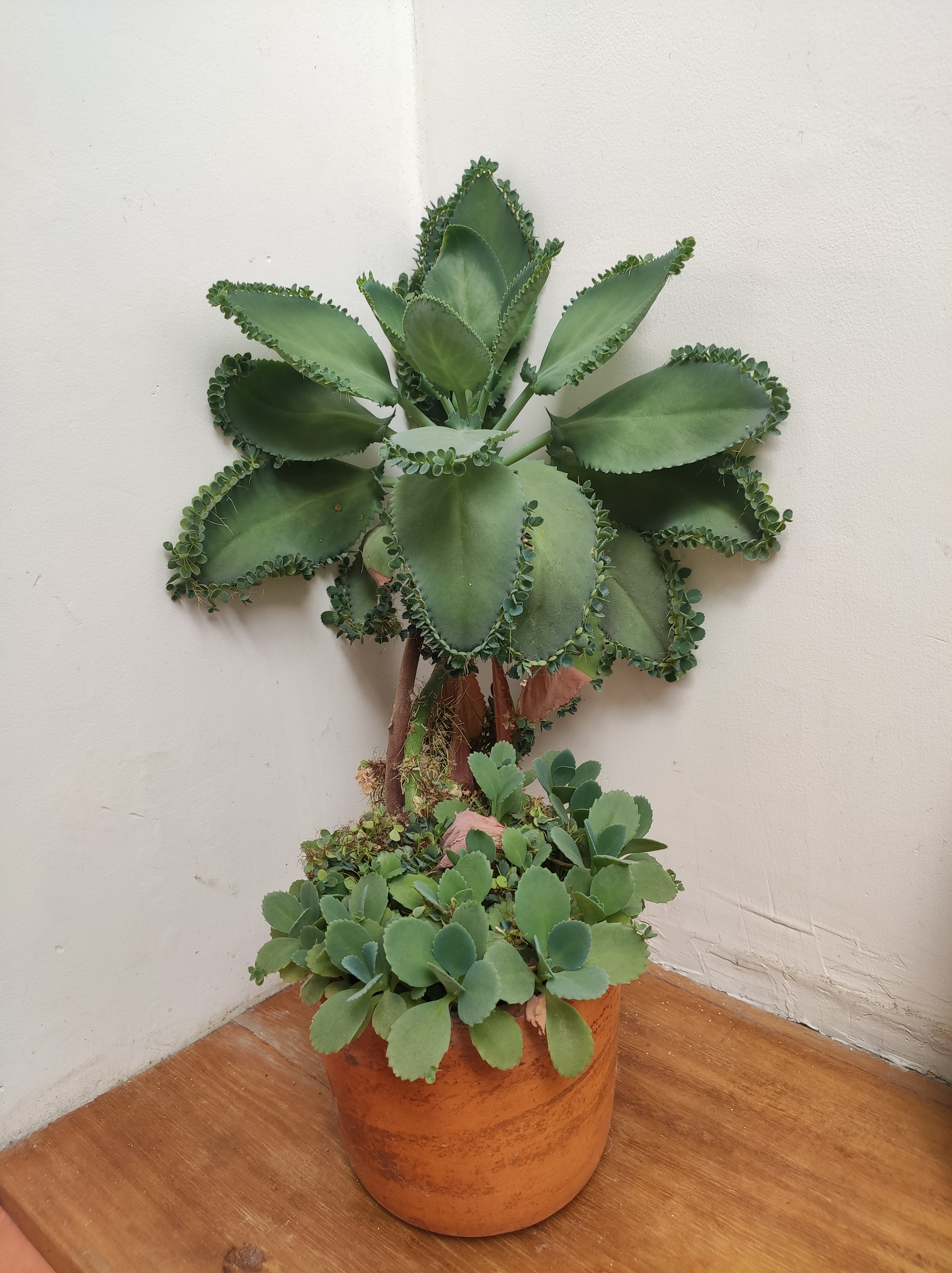 Plantas naturales o plantas artificiales: ¿Cuál pr... - Airbnb Community