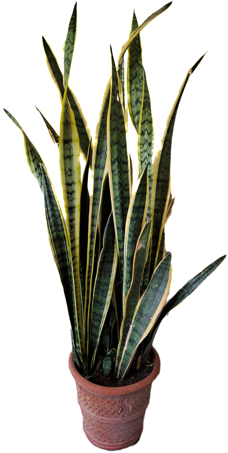 Plantas naturales o plantas artificiales: ¿Cuál pr... - Página 2 ...