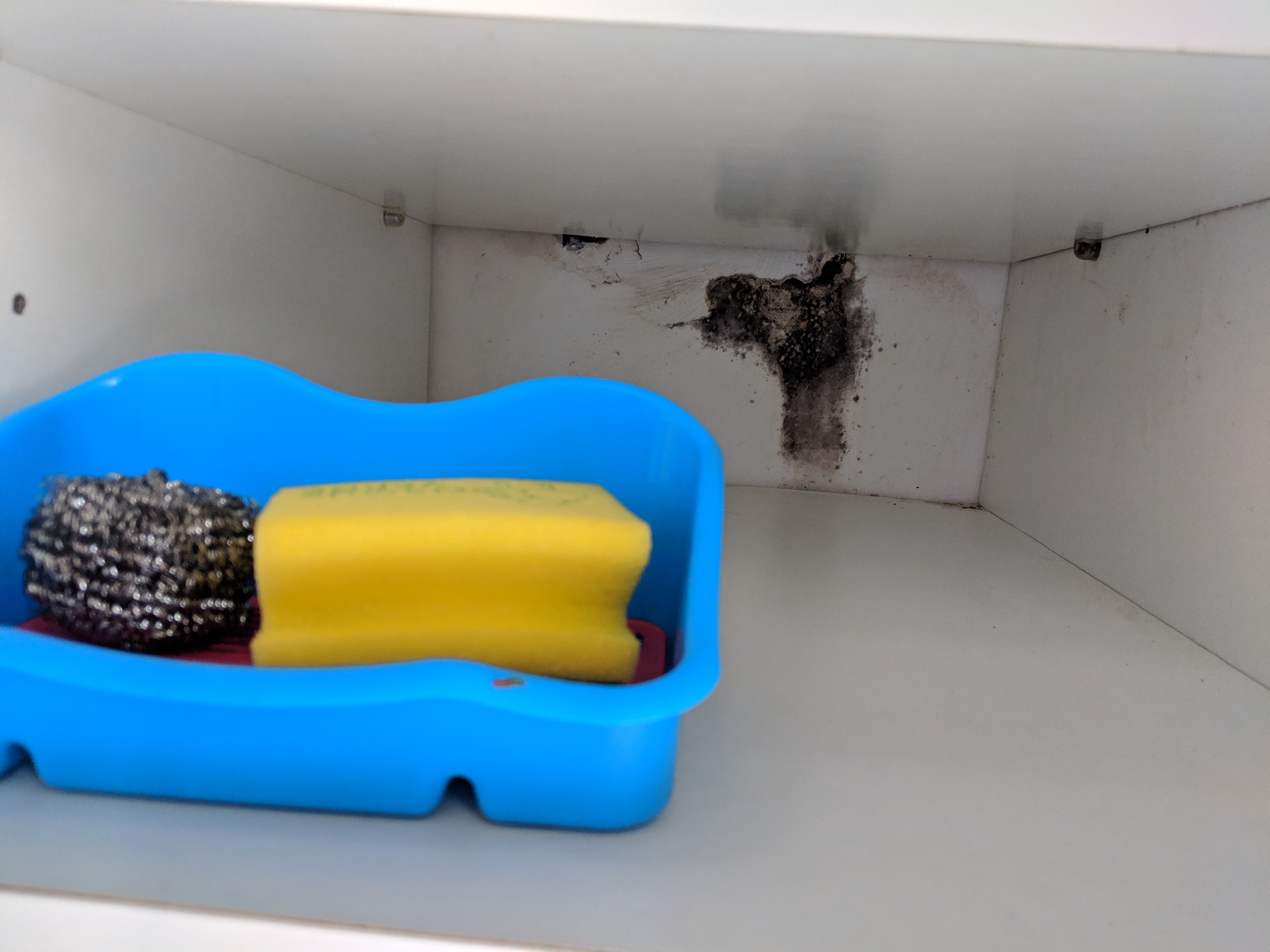 Solved: Host refuses to refund guest despite BLACK MOLD fo... - Airbnb ...